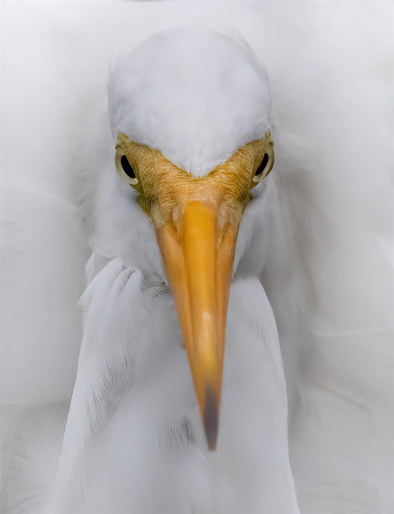 Friends of Forsythe National Wildlife Refuge – Supporting the mission ...